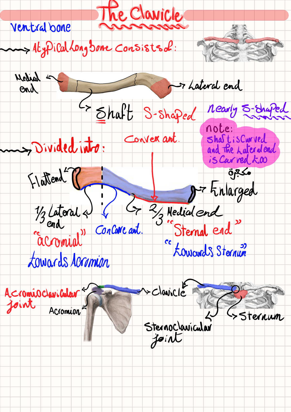 The Clavicle - anatomy - Studocu