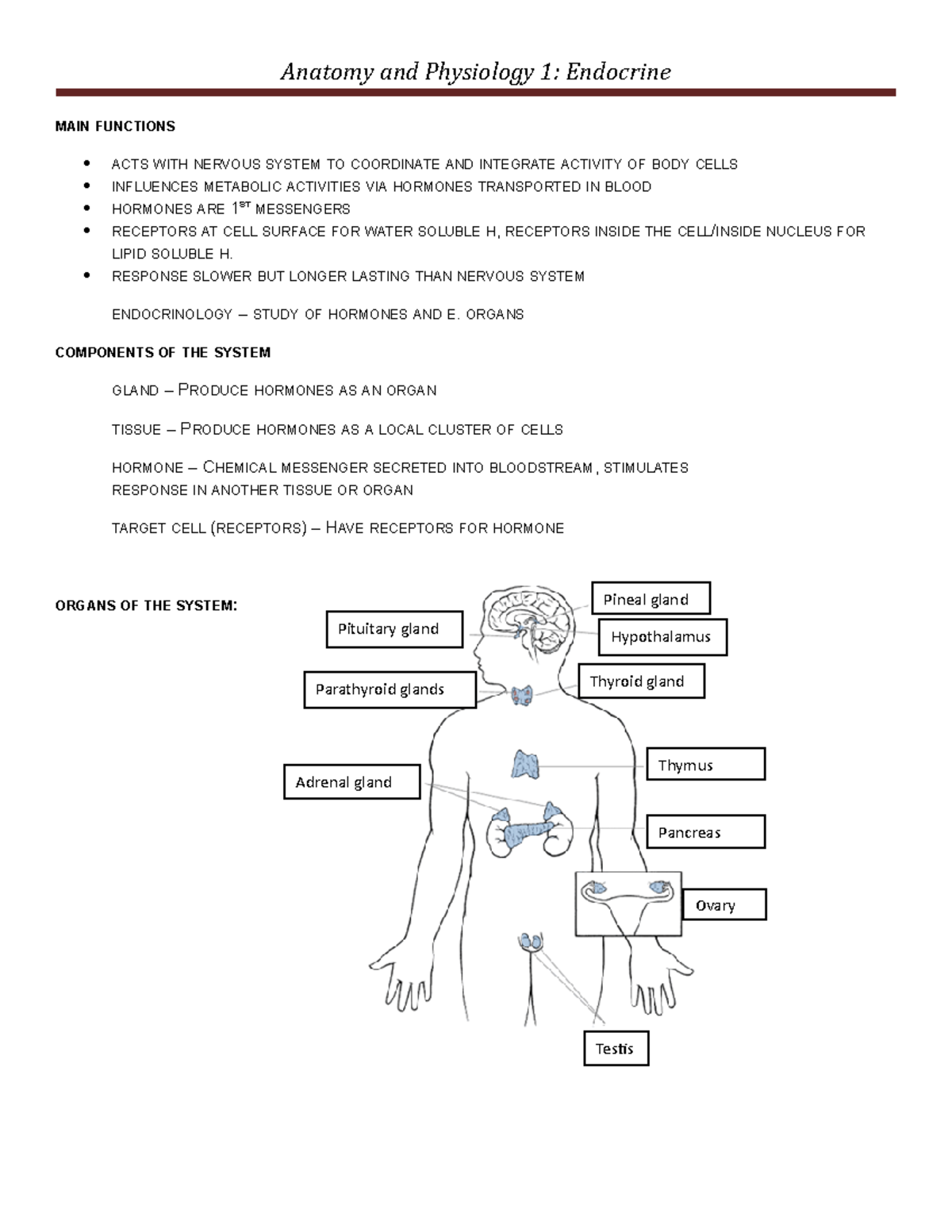 Endocrine outline - MAIN FUNCTIONS ACTS WITH NERVOUS SYSTEM TO ...