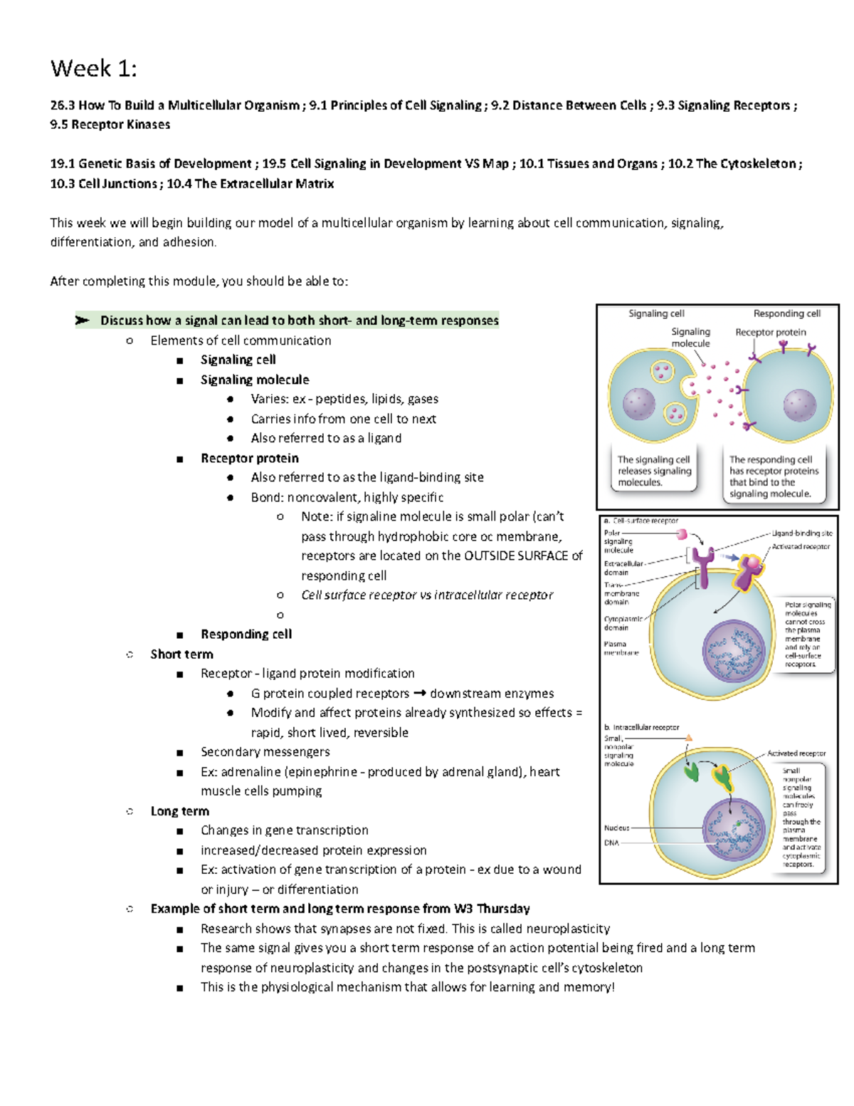 LS 7C - week 1 notes - Dr. K - Week 1: 26 How To Build a Multicellular ...