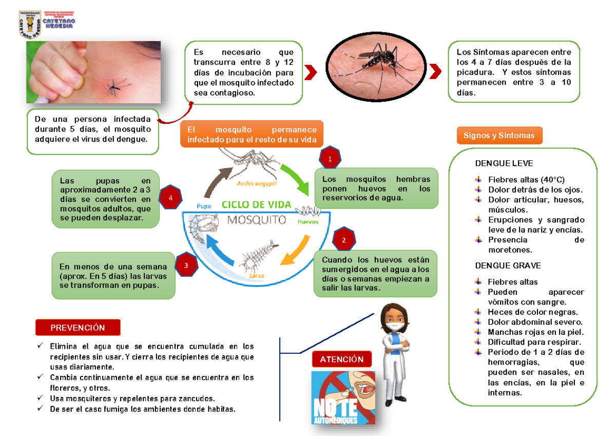 El dengue - De una persona infectada durante 5 días, el mosquito ...