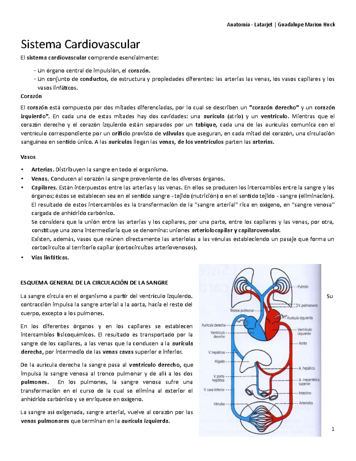 Sistema Cardiovascular, sistema coronario. Latarjet. Resumen - Sistema ...