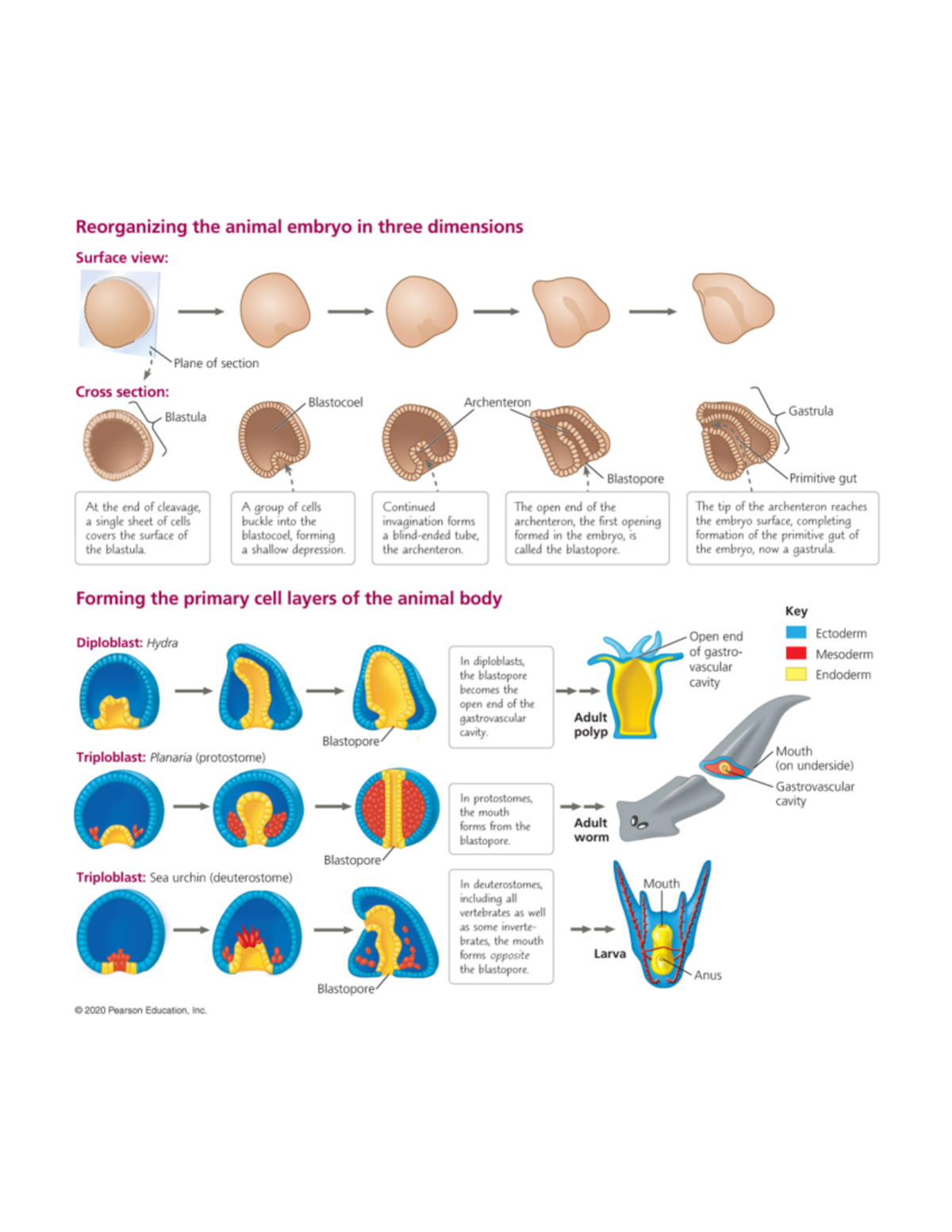 Gastrulation - Professor Micheal Jorgensen - BIOL 106 - Studocu