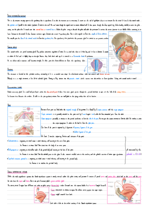 Male reproductive system part 2 - UM1010 - 0a1,,e