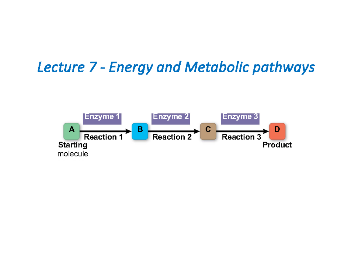 Lecture 8 - Energy and metabolic pathways-1 - Lecture 7 - Energy and ...