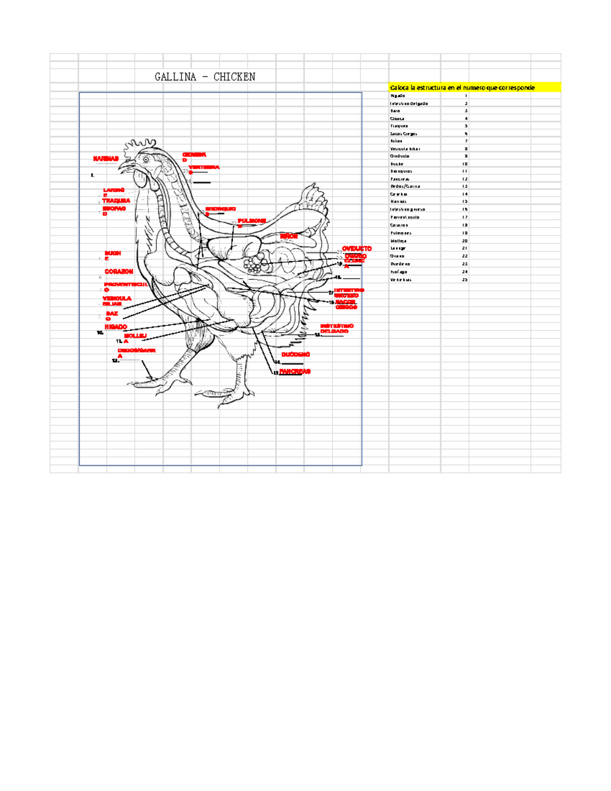 Anatomía y Fisiología Aviar - GALLINA - CHICKEN Higado Caloca la ...