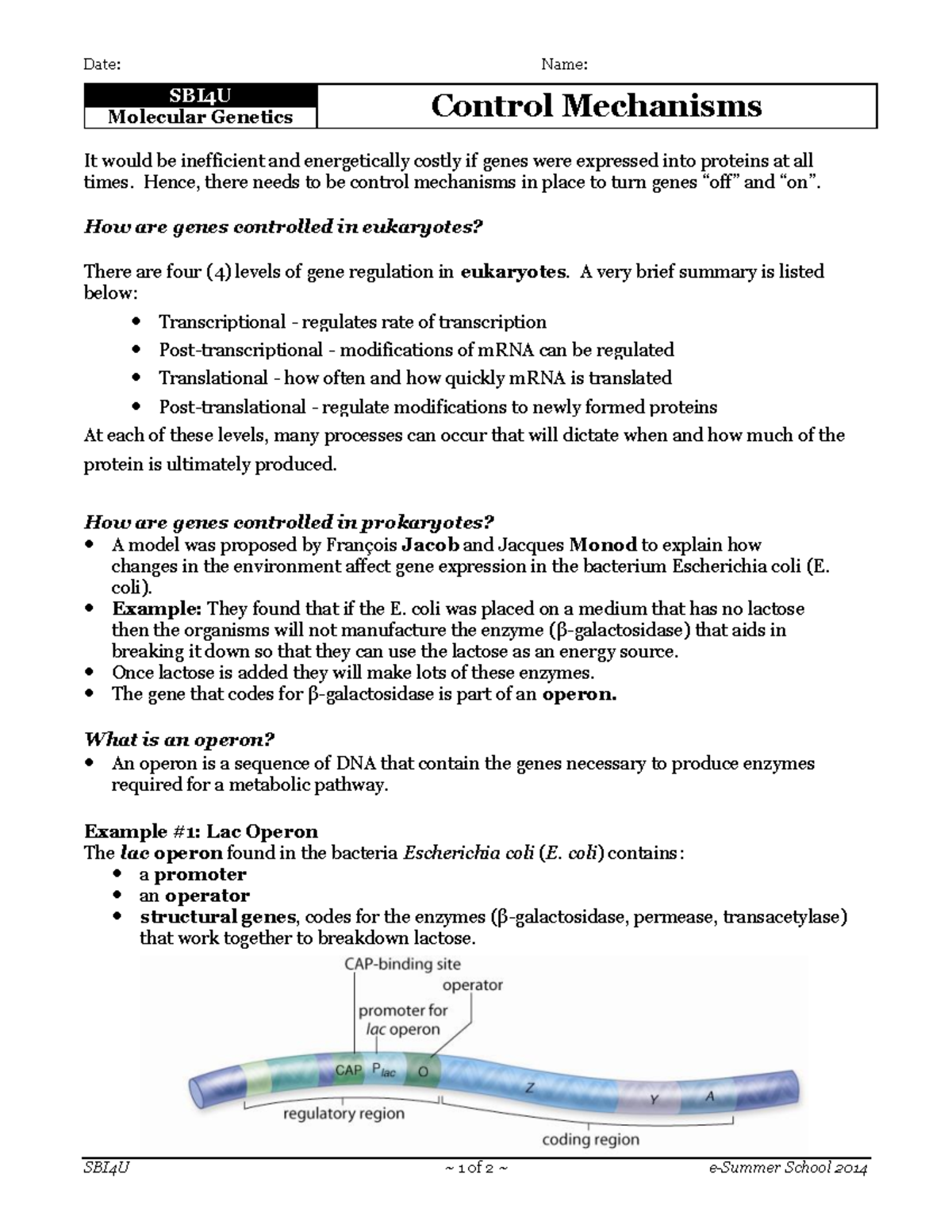 Molecular Genetics Control Mechanisms - SBI4U Lecture Notes - Date ...