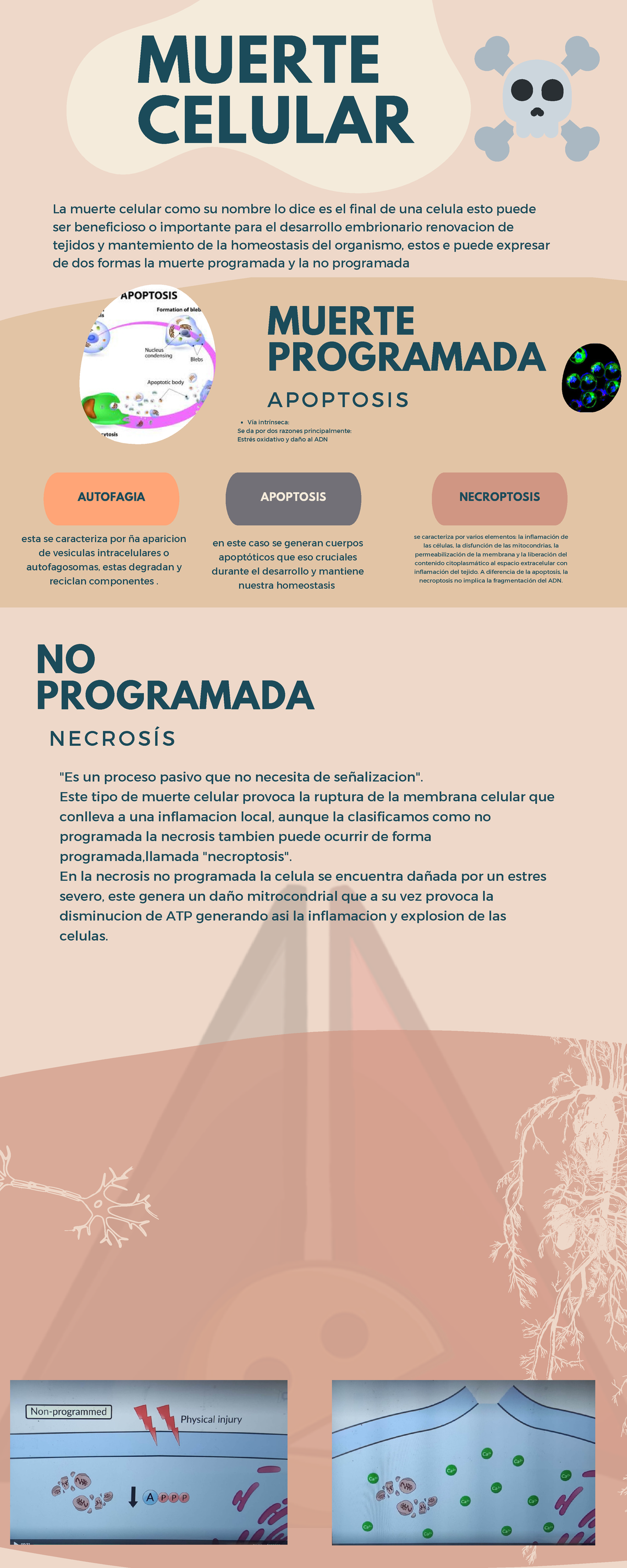 Muerte celular - jhyhtjtjjjjjj - AUTOFAGIA APOPTOSIS NECROPTOSIS NO ...