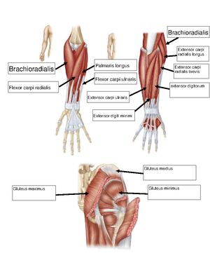 Anatomy WS 3 Results - Fall 2021 BMS 250 Lab - Professor Fournier - BMS ...