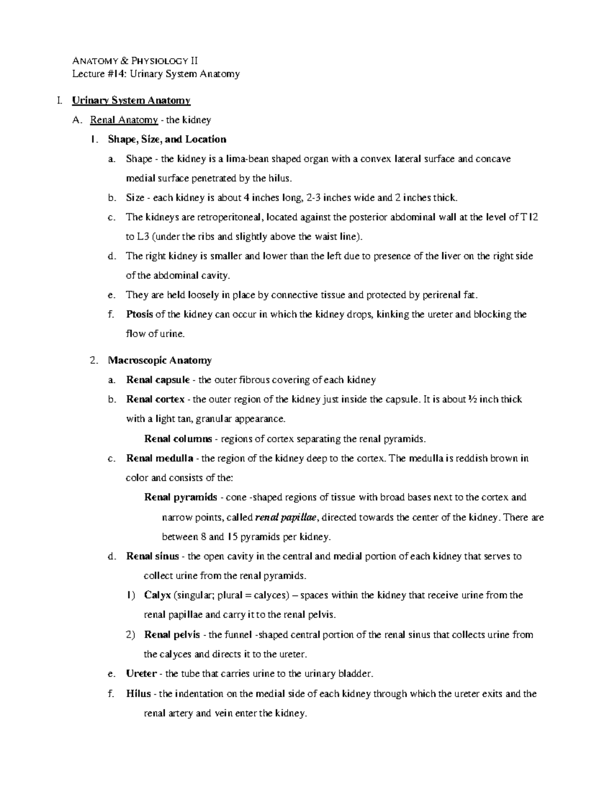 CH 29 Renal Anatomy - Lecture Notes 41e7b1e53aa2ba1c07e39baf284d006e ...