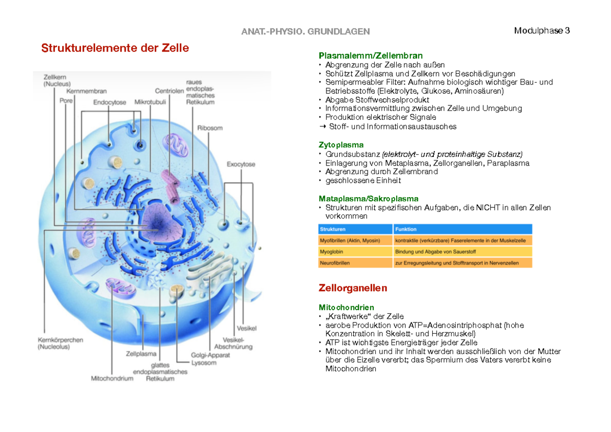 Anat.-physio.Grundlagen - Strukturelemente der Zelle Plasmalemm ...