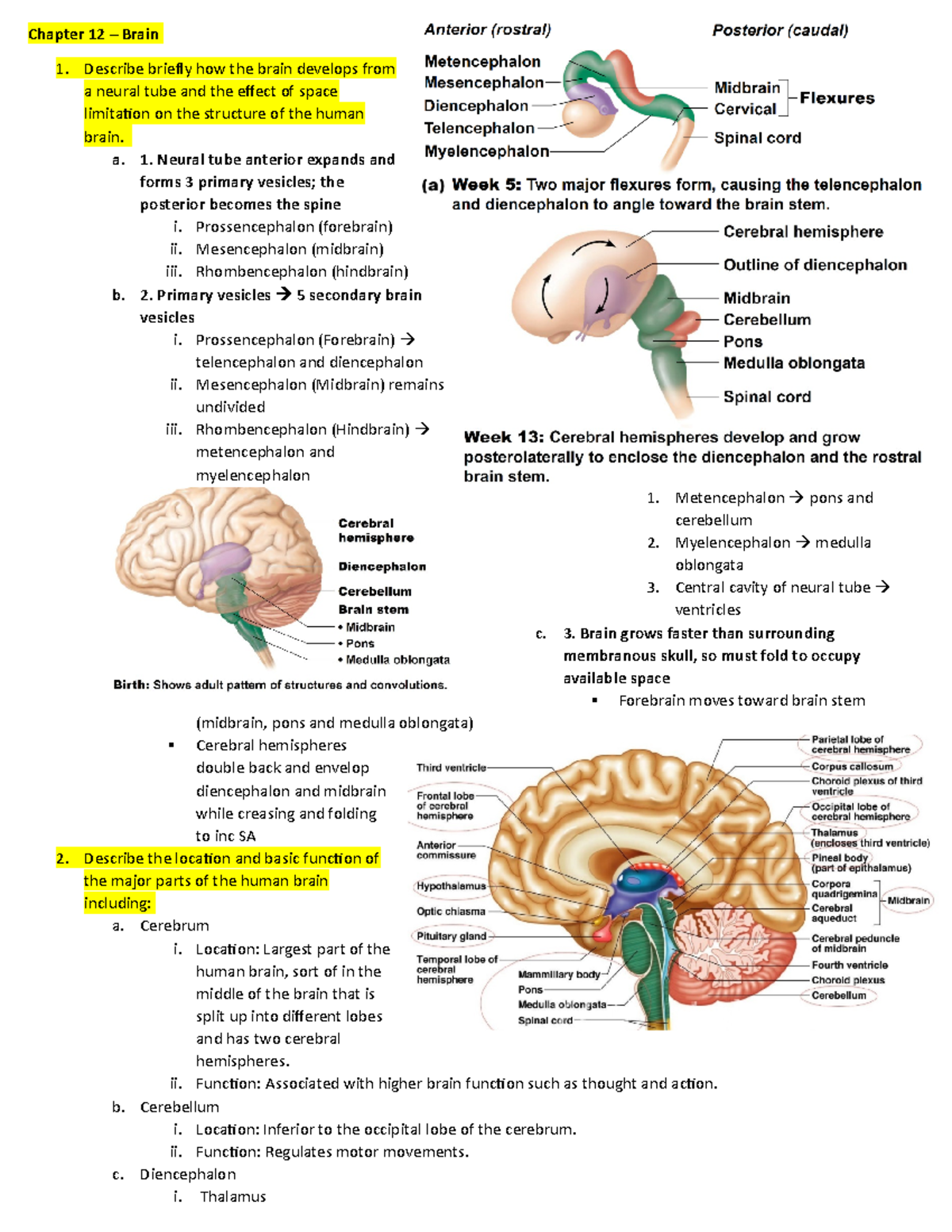 Biol 124 Exam 4 study guide - Chapter 12 – Brain Describe briefly how ...