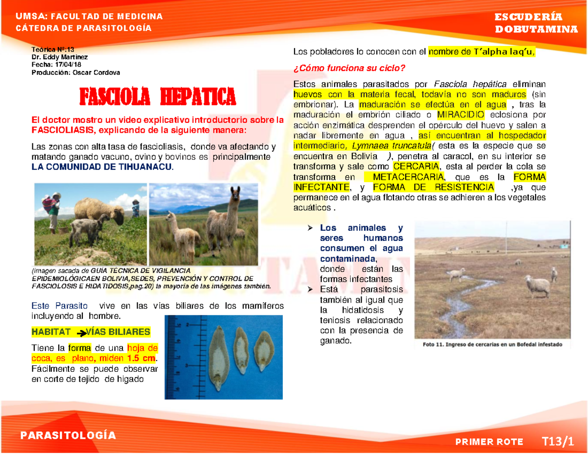 P1.13 Fasciola Hepatica 17-04-18 Dr. Martinez - C¡TEDRA DE ...