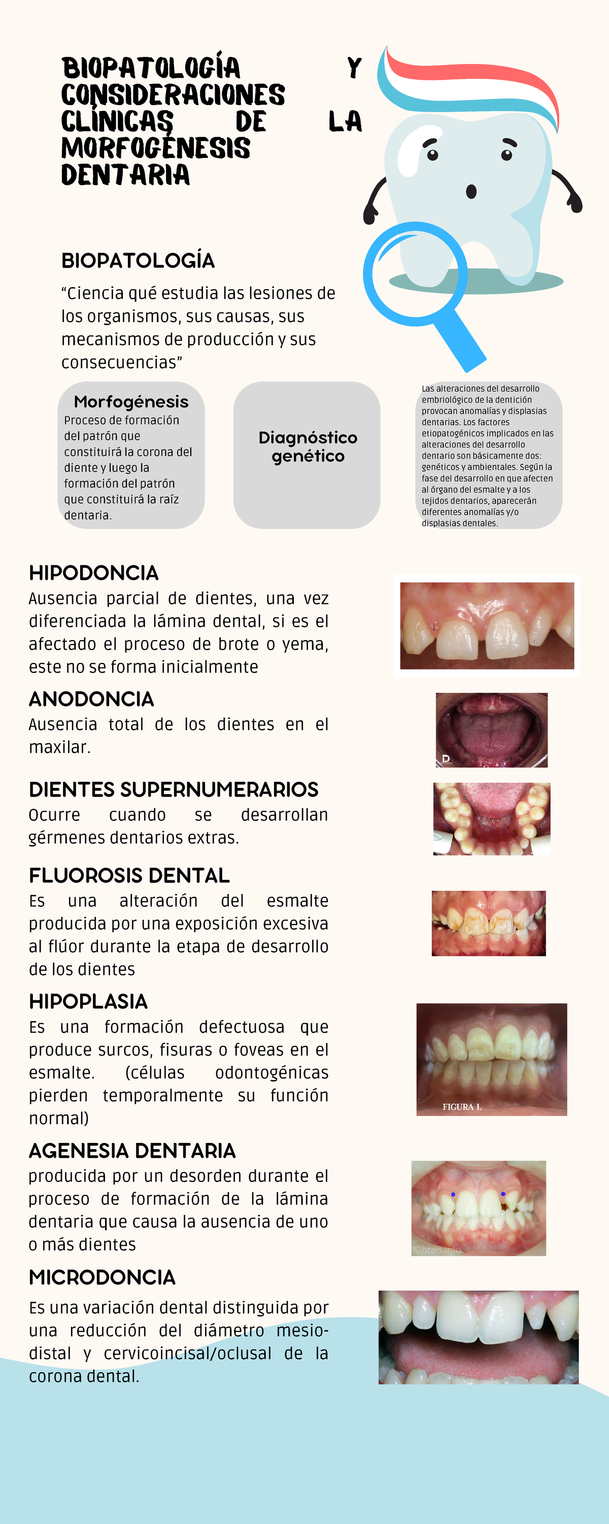 Morfogénesis dentaria - BIOPATOLOGÍA Y CONSIDERACIONES CLÍNICAS DE LA ...