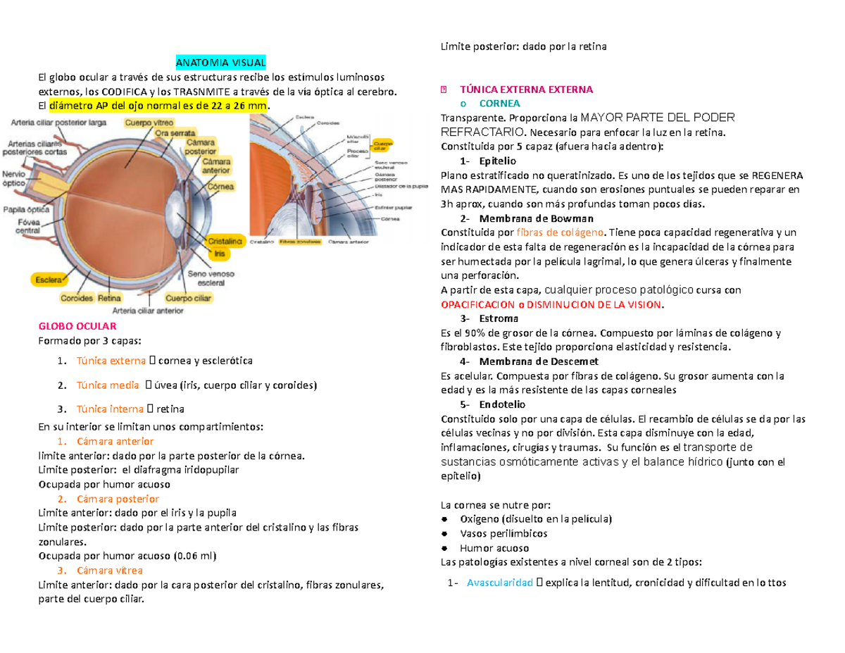 Anatomia Y Fisiologia Visual - clase - ANATOMIA VISUAL El globo ocular ...
