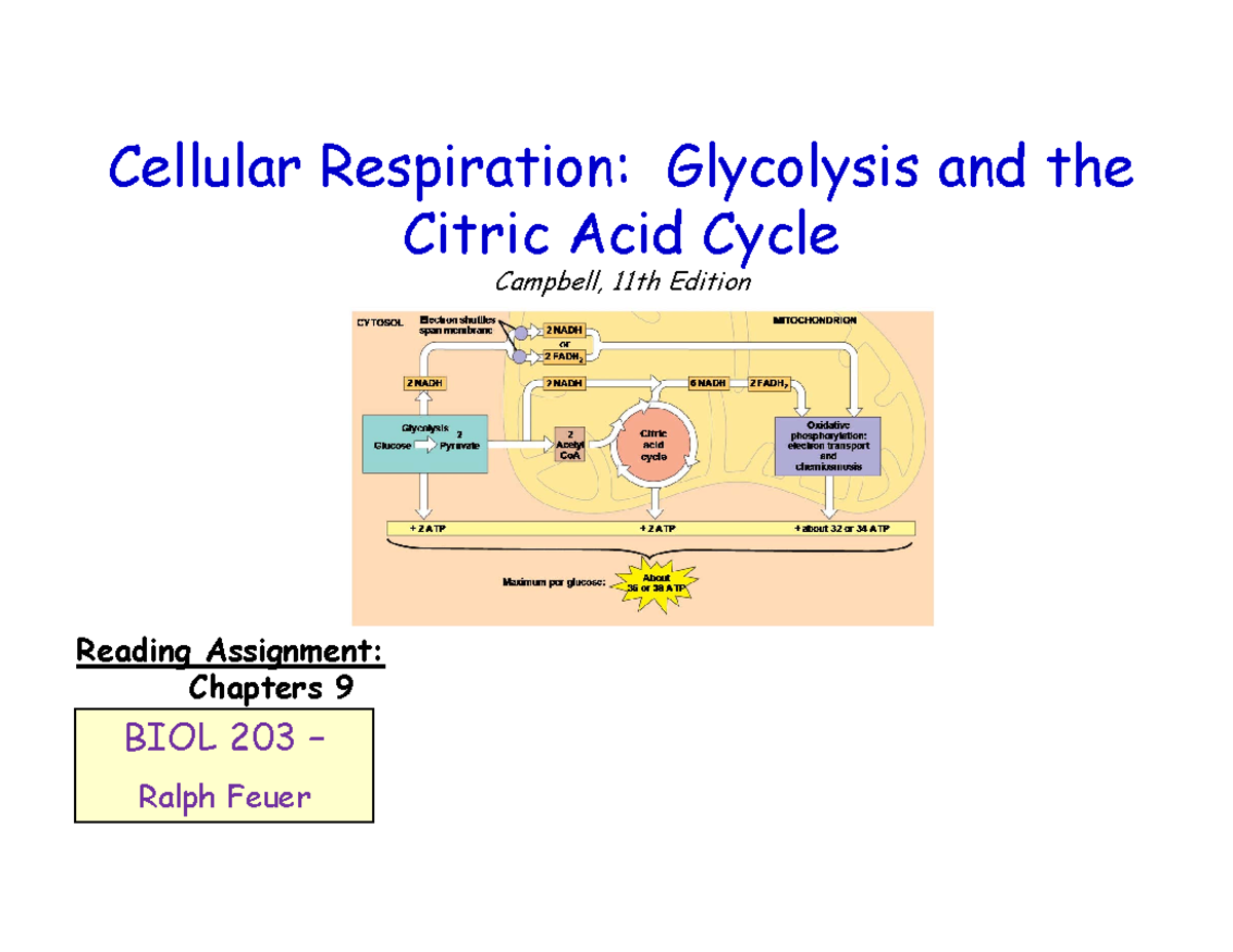 Cell Respiration - Glycolysis and The Citric Acid Cycle - Cellular ...