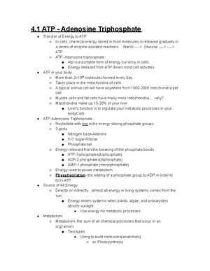 Chapter 4 Biology Notes - 4 Chemical Energy and ATP Key Concept:All ...
