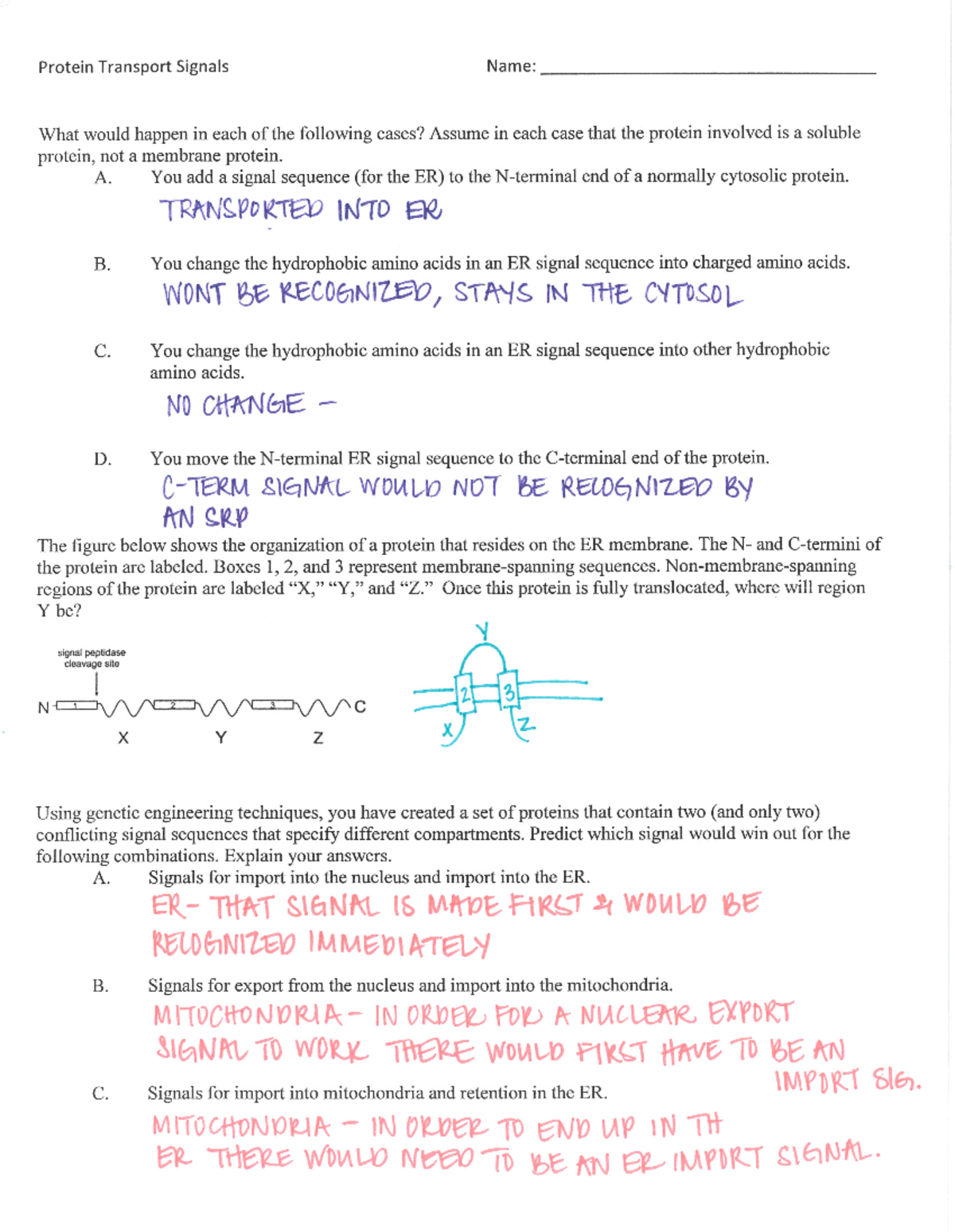 Protein Transport Signals KEY - Protein Transport Signals Name: What ...