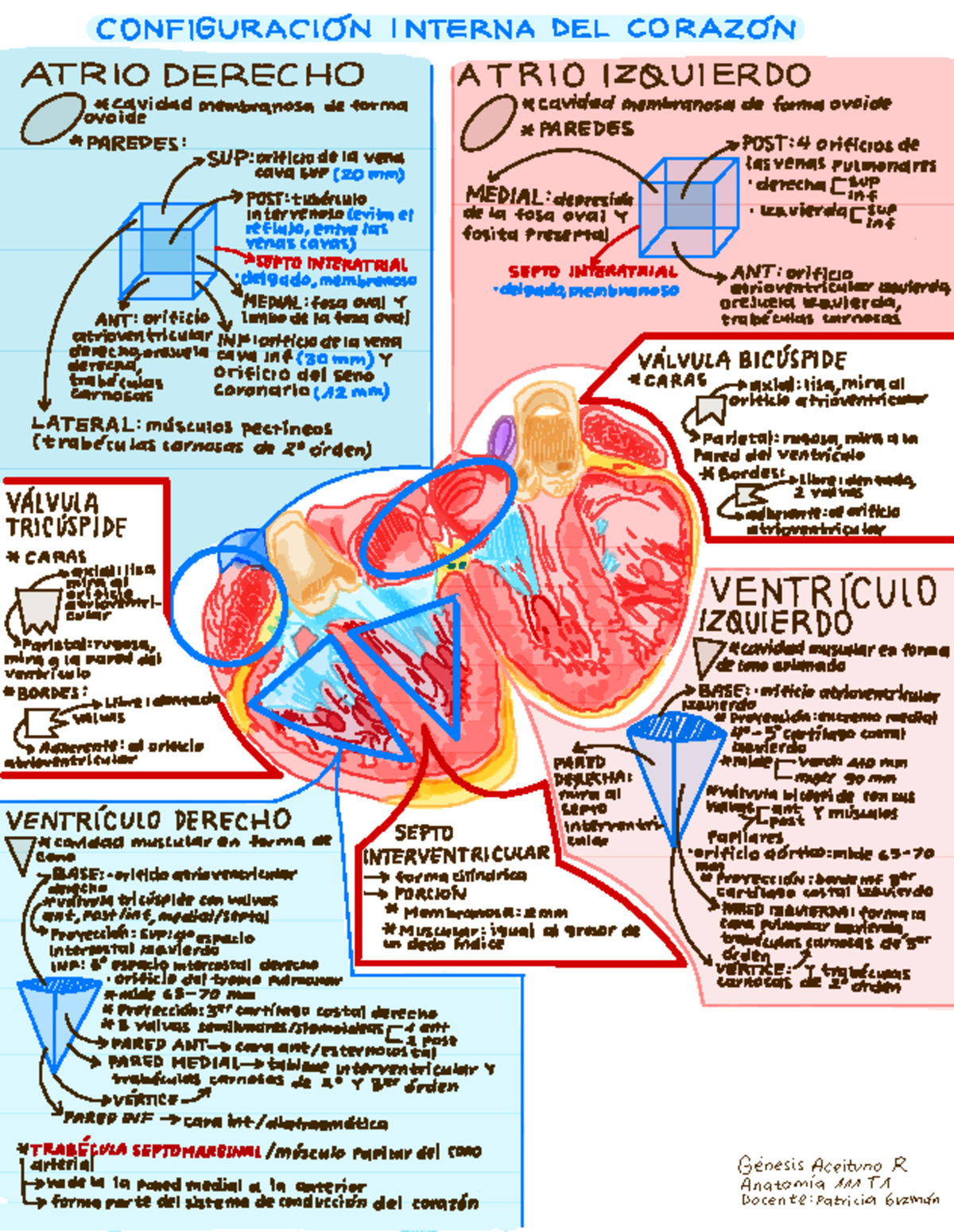 Configuración interna del corazón - ####### CONFIGURACIÓN INTERNA DEL ...