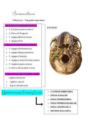 Resumo neuro - anatomia craneo endobase y exobase El cráneo es la ...
