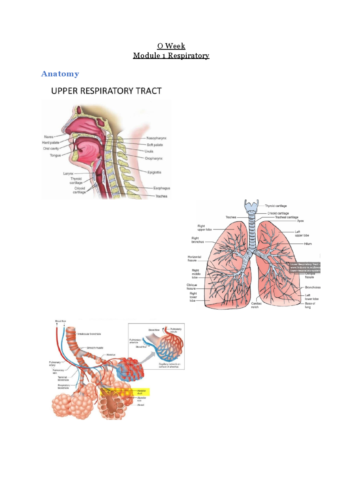 NUR 3310 O-Week - Lecture notes - O Week Module 1 Respiratory Anatomy ...