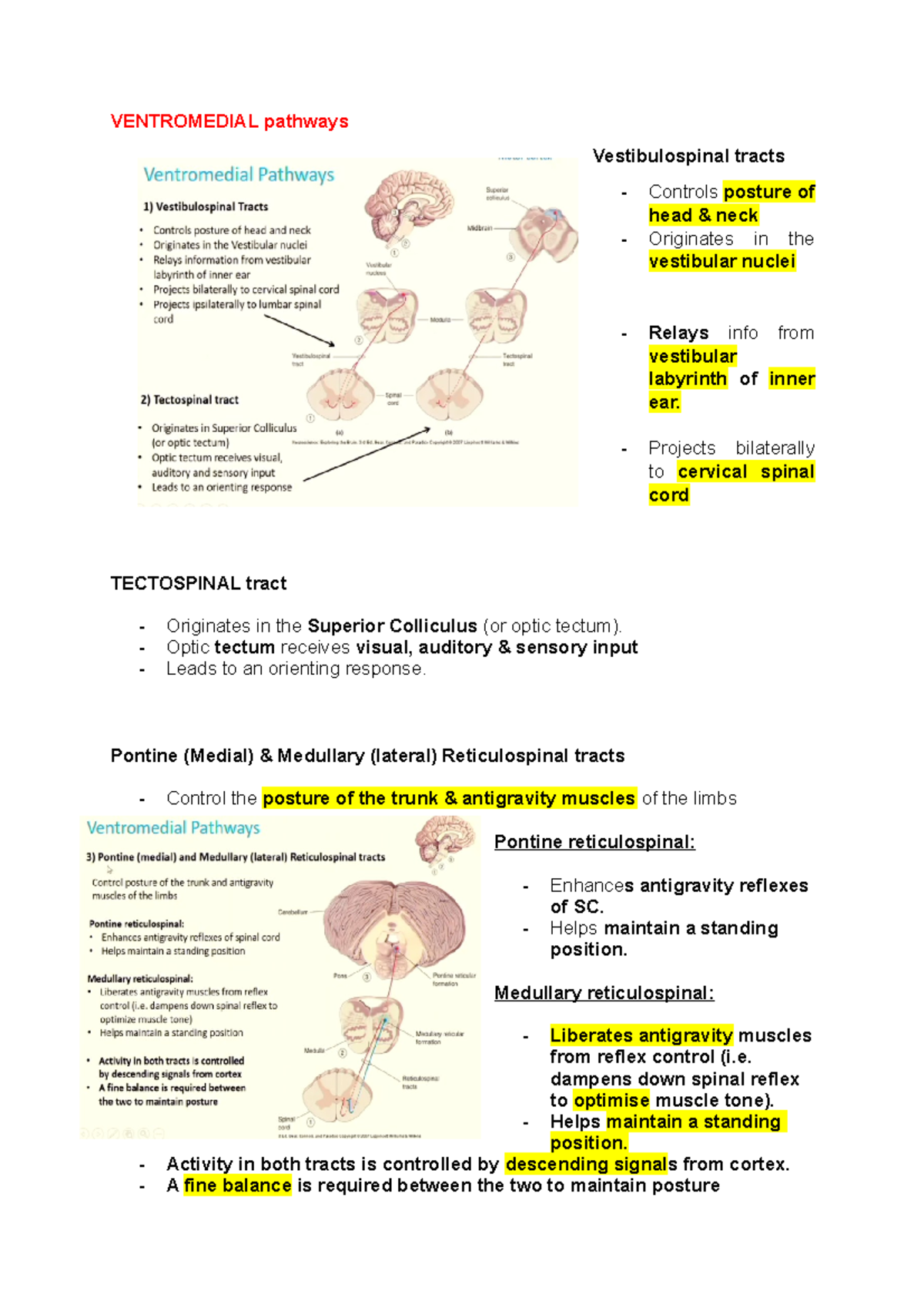 Ventromedial pathways - VENTROMEDIAL pathways Vestibulospinal tracts ...