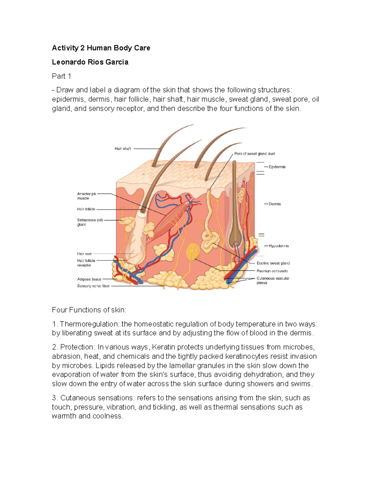 Activity 2 Human Body Care - Activity 2 Human Body Care Leonardo Rios ...