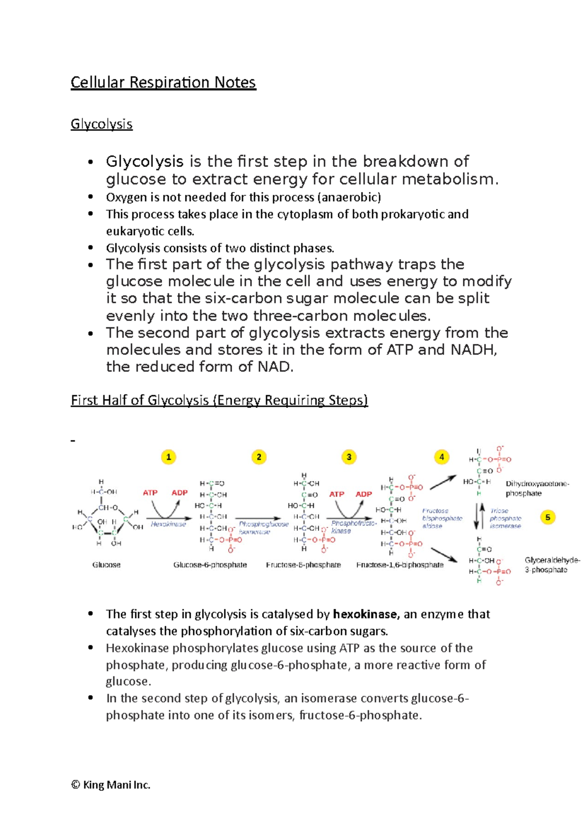 Lecture notes, lecture 10 - Cellular respiration - Cellular Respiration ...