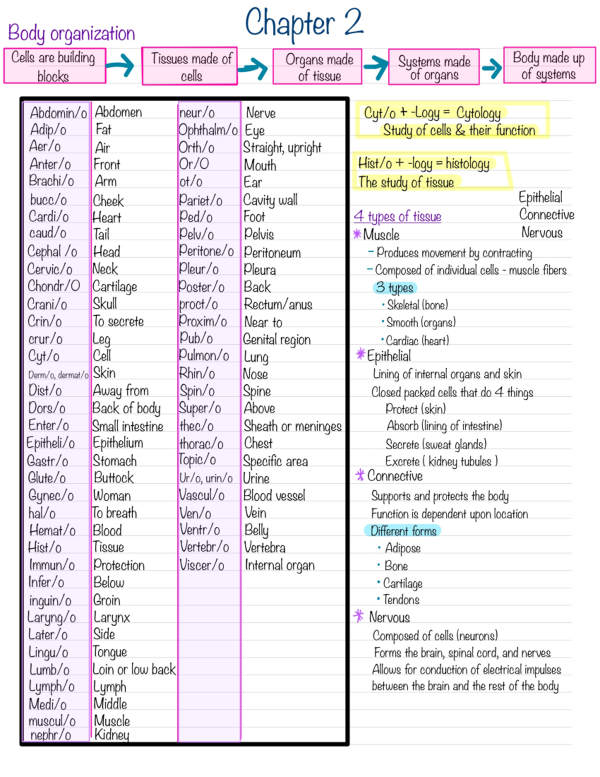 Medical Terminolog; Ch. 2 Body organization - HTH 210 - Studocu