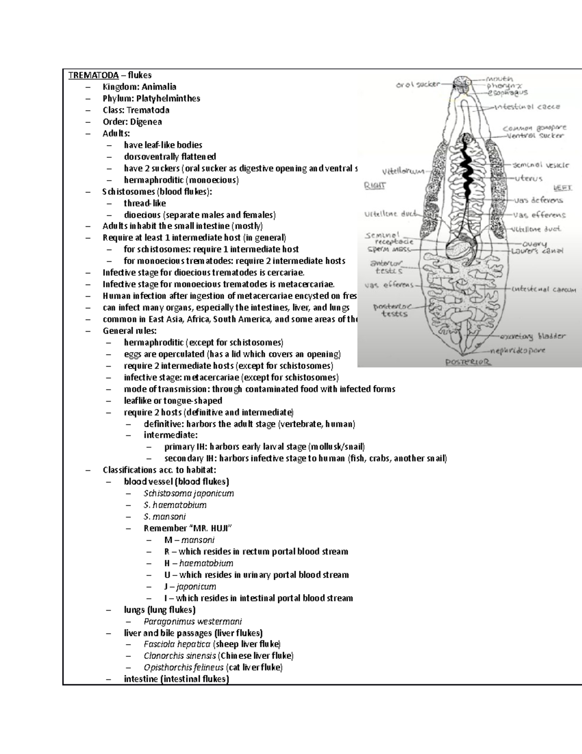 Trematoda - Parasitology notes on Trematodes - TREMATODA – flukes ...