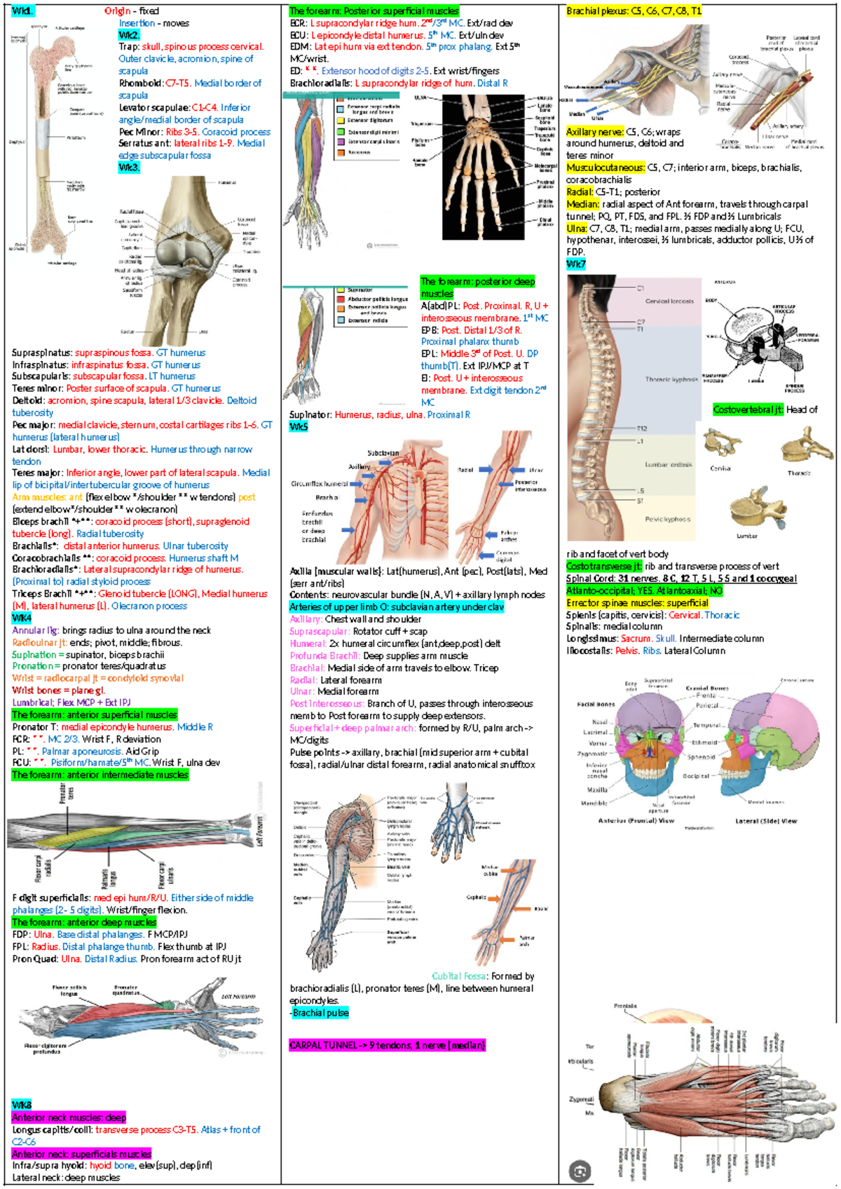 Anatomy Cheat Sheet - Wk1. Origin – fixed Insertion - moves Wk2. Trap ...