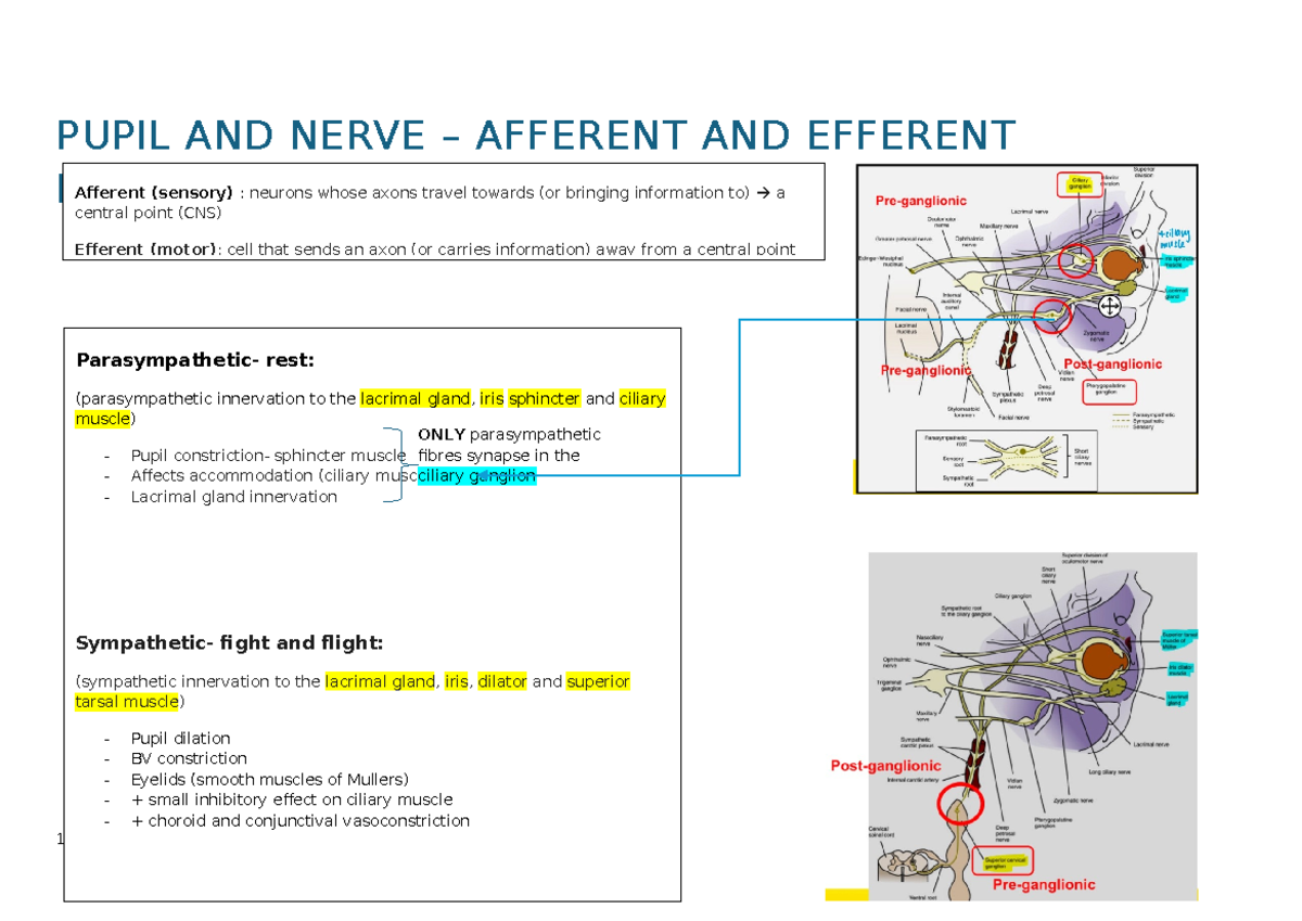 Pupil and nerve diagram - PUPIL AND NERVE – AFFERENT AND EFFERENT ...