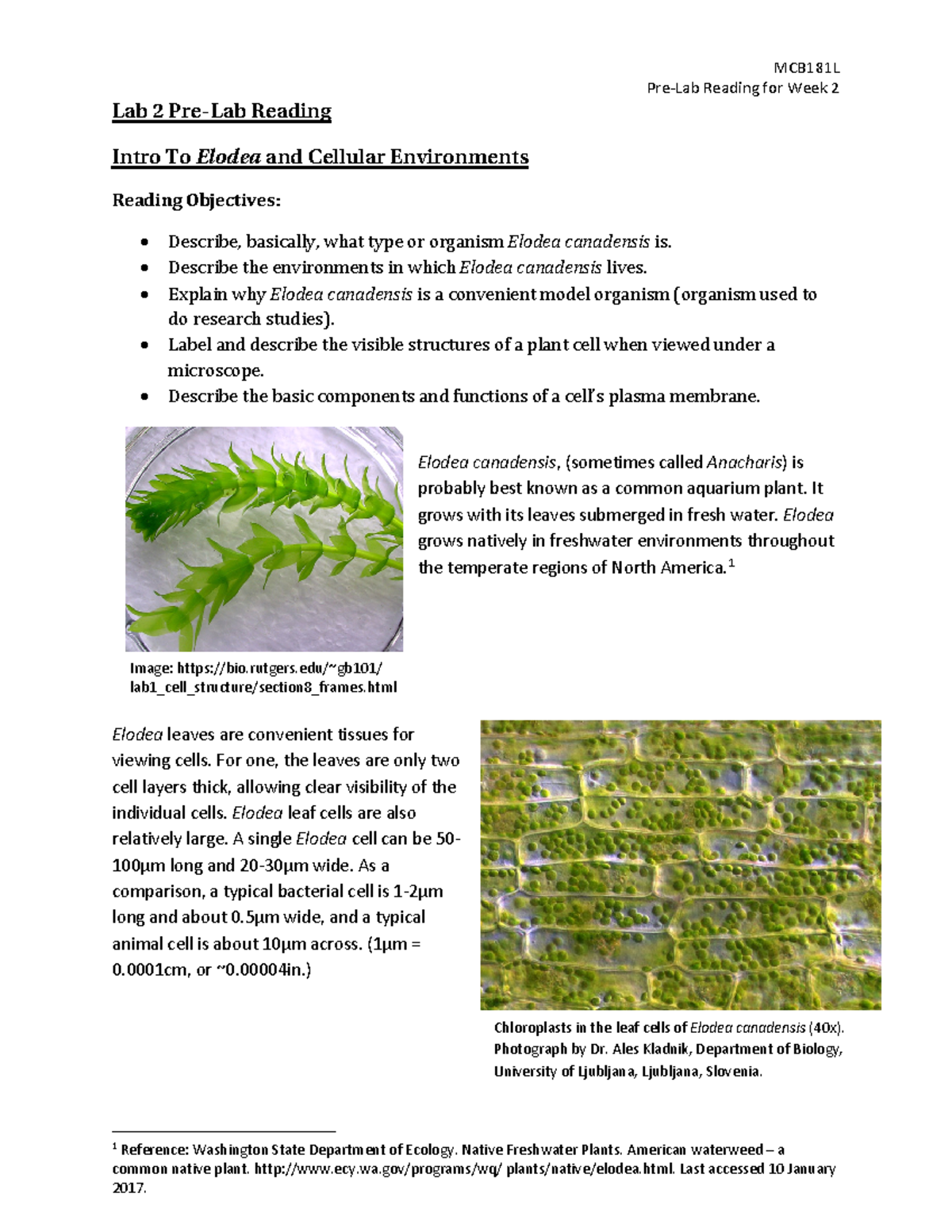 Lab 2 Pre-Lab Reading Intro To Elodea Cellular Environments - Pre-Lab Reading for Week 2 Lab 2 ...