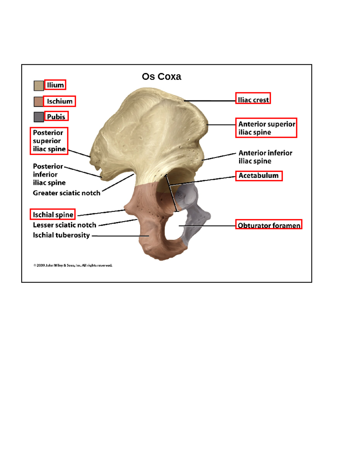 appendicular skeleton - BIOL 163 - Pelvic Girdle Sacroiliac joint Pubic ...