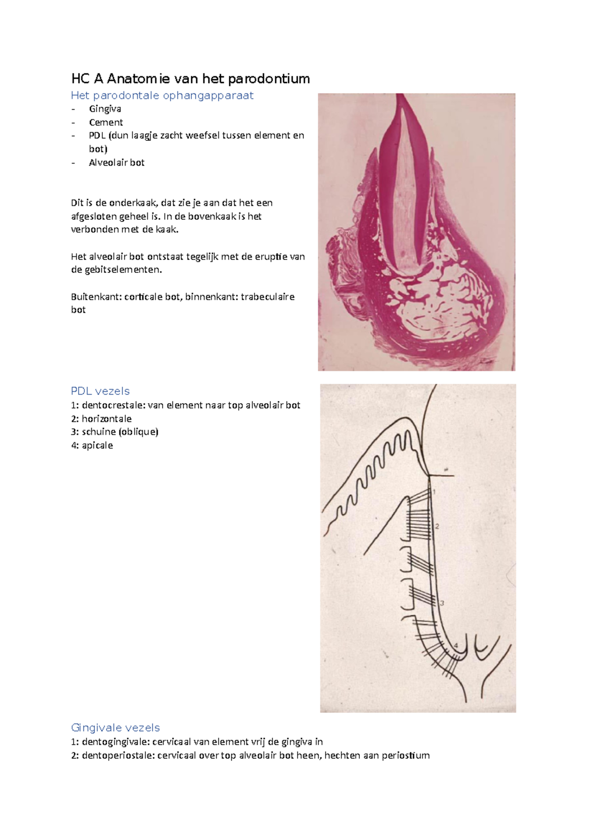 HC A Anatomie van het parodontium - Parodontium 3 - Radboud ...