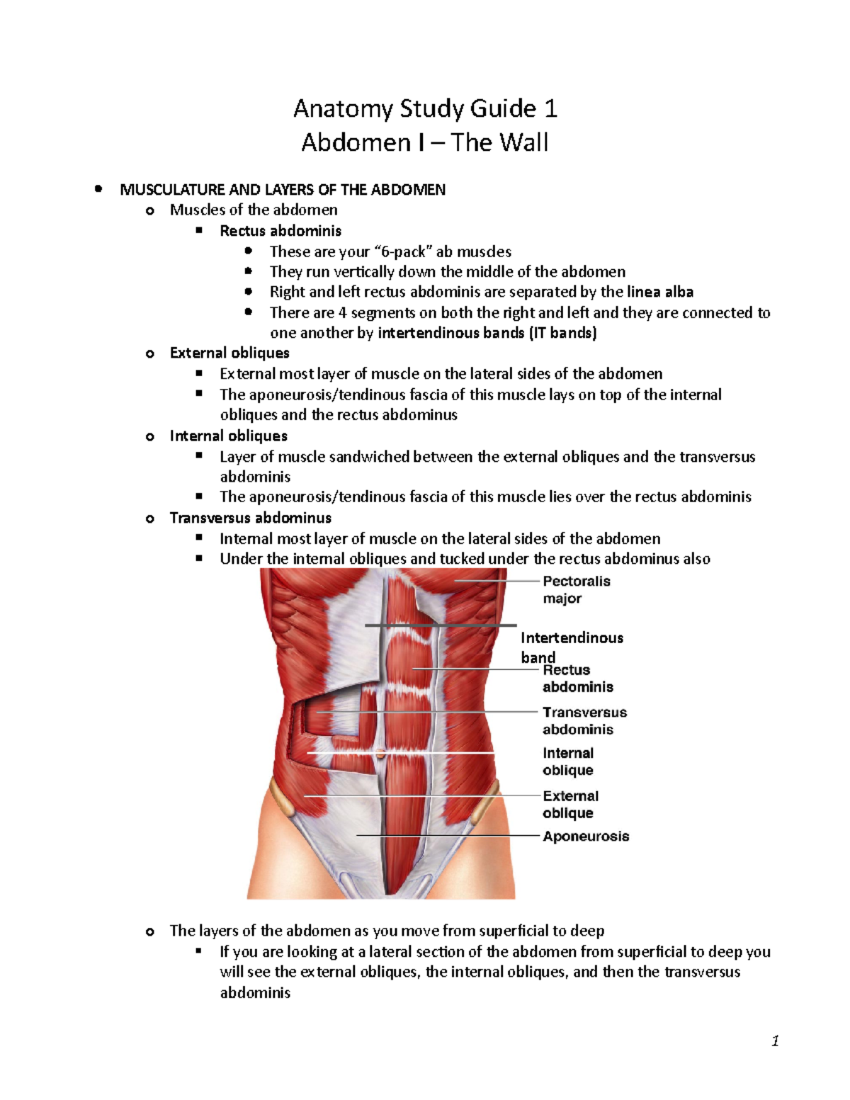 Study Guide 1 - Abdomen I The Wall - Studocu