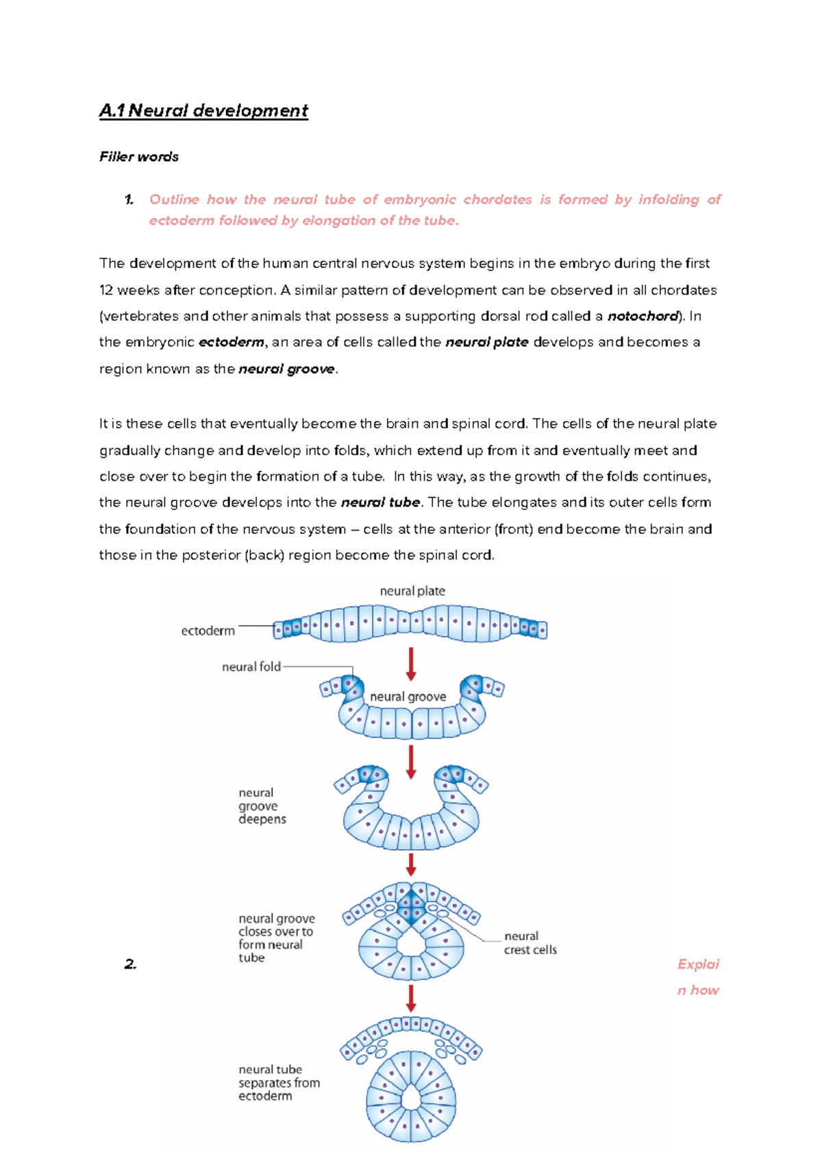Option A Neurobiology and behaviour - A Neural development Filler words ...