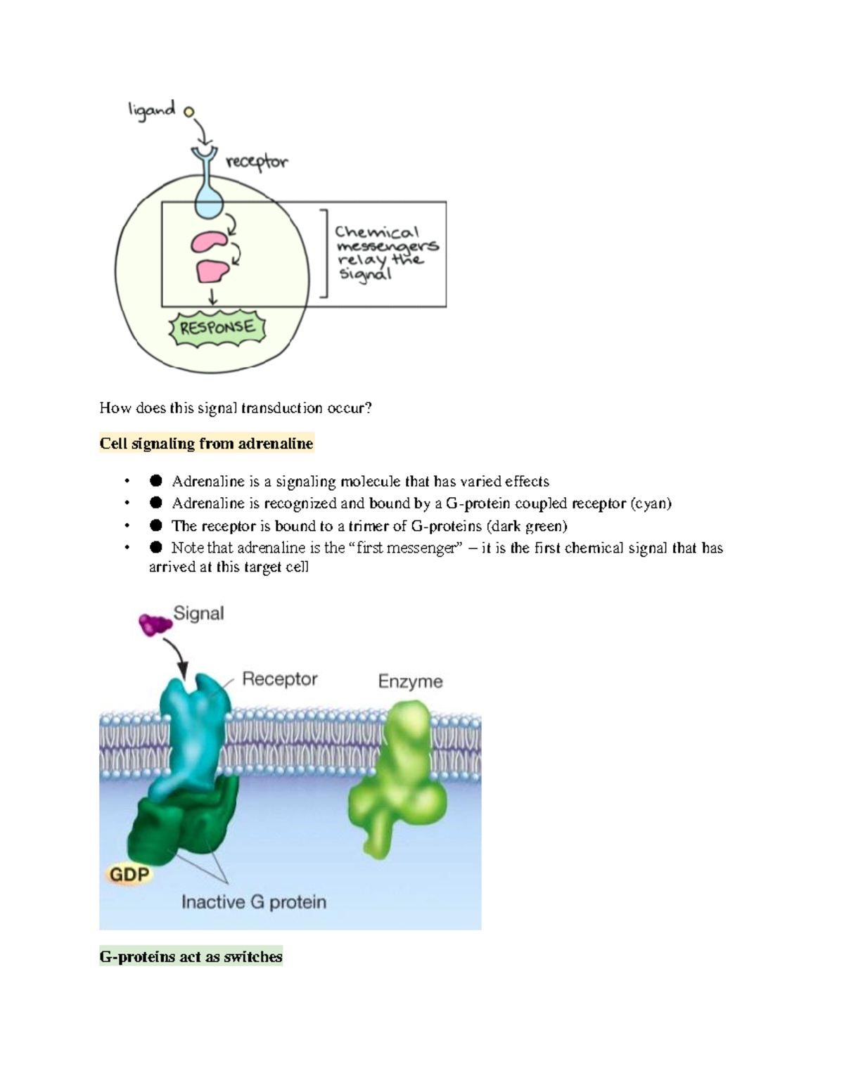 PART 3 of Lec 12 April 2 - How does this signal transduction occur ...