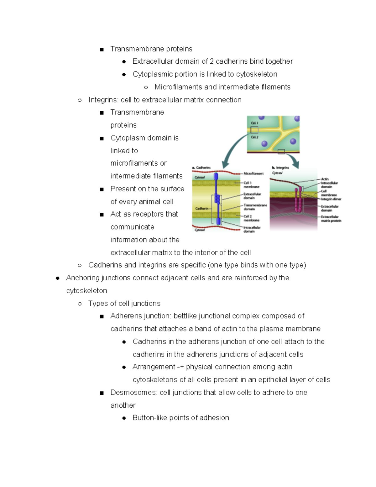 Integrins and Junctions - Transmembrane proteins Extracellular domain ...