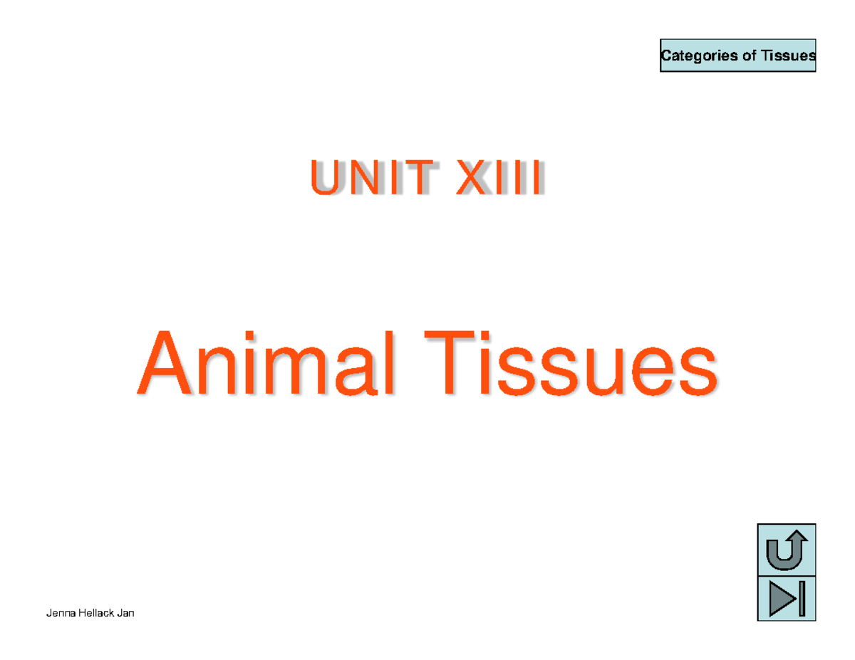 Animal Tissues - UNIT XIII Animal Tissues Categories of Tissues ...