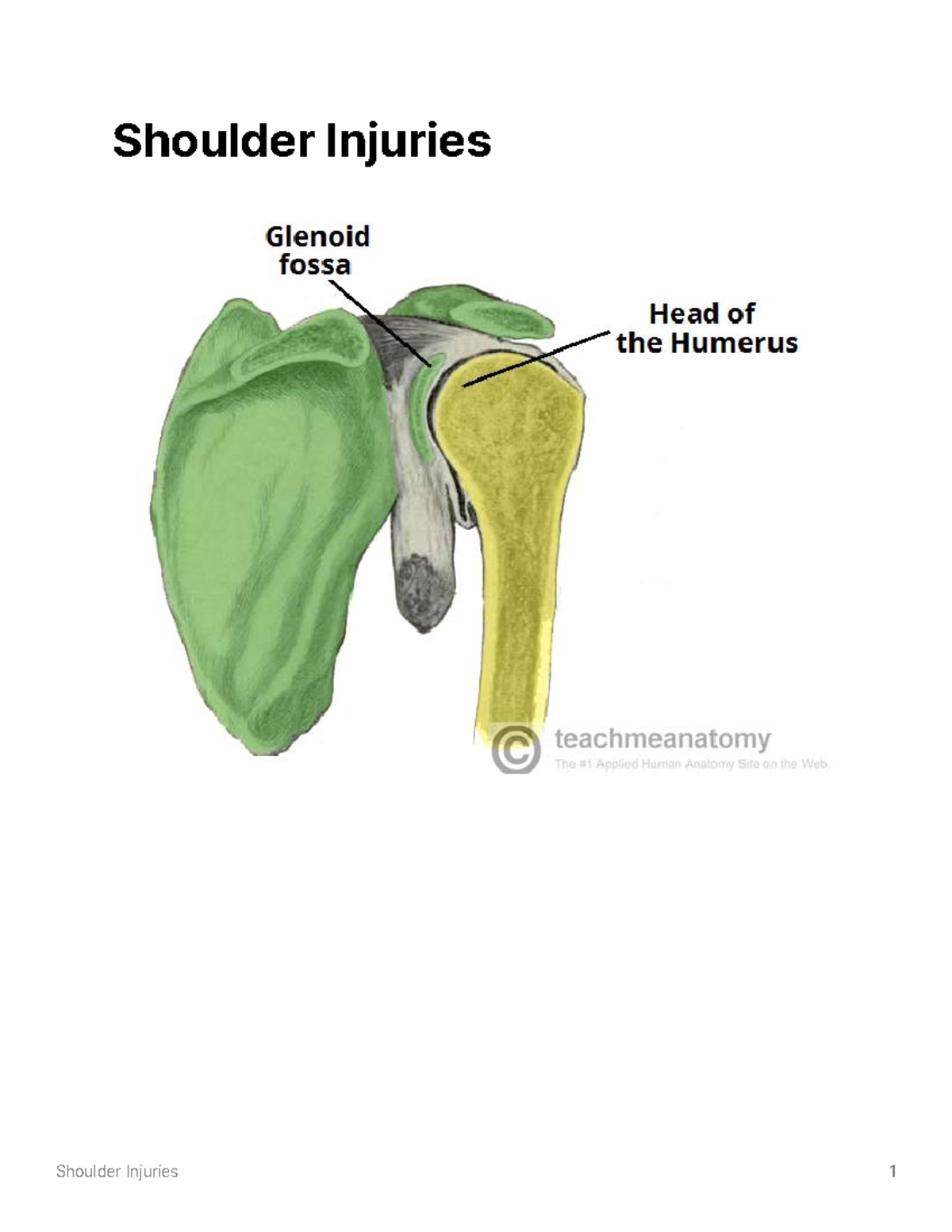Shoulder Injuries - Shoulder Injuries Shoulder Dislocation Most common ...