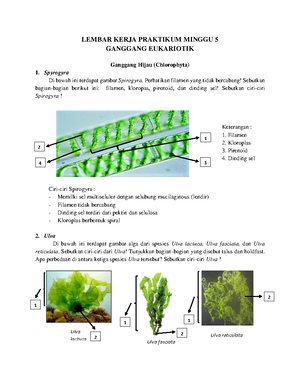 Laporan Praktikum Botani Umum Identifikasi Tumbuhan - Praktikum Botani ...
