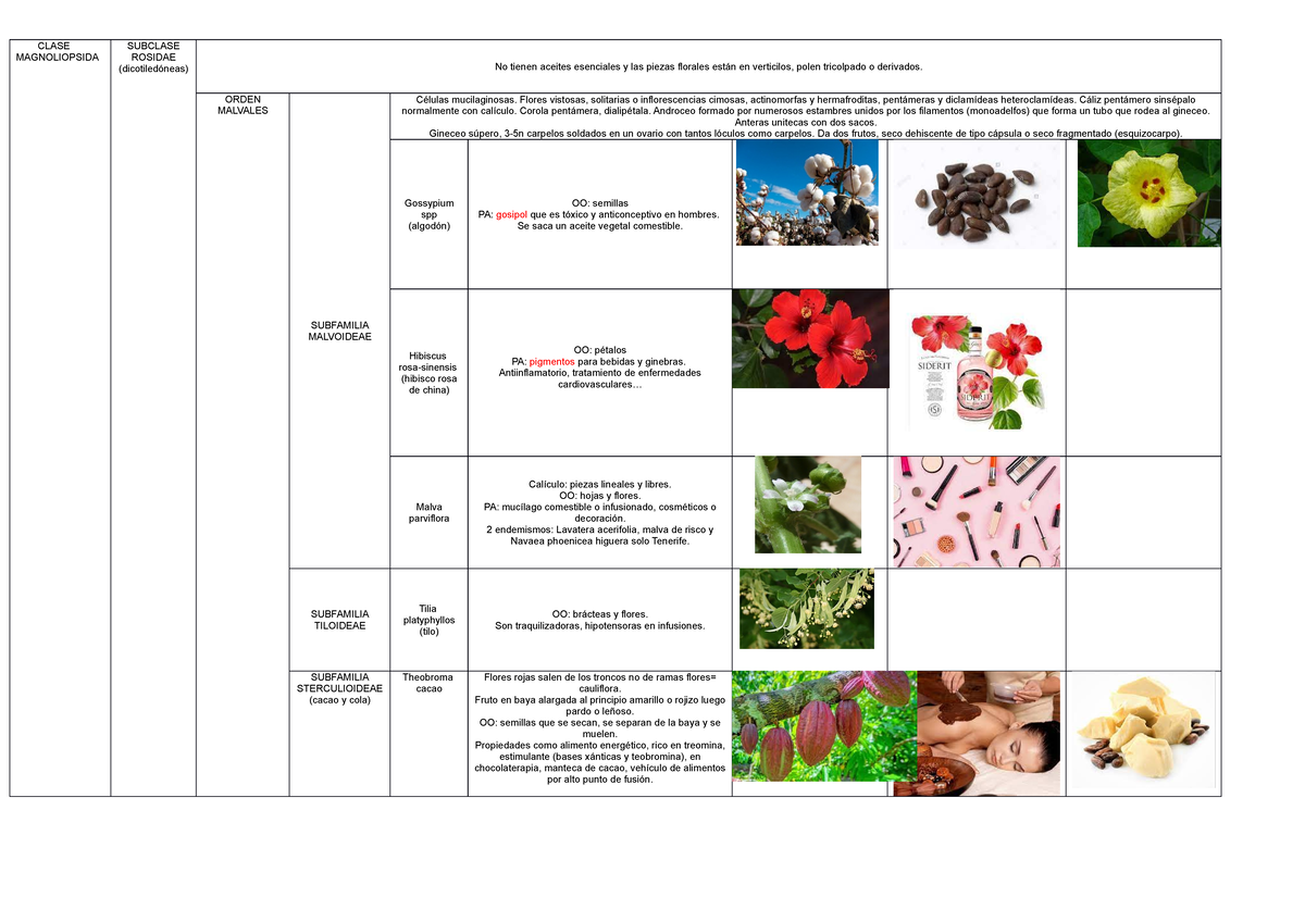 7 Rosidae Malvales Ericales - CLASE MAGNOLIOPSIDA SUBCLASE ROSIDAE ...