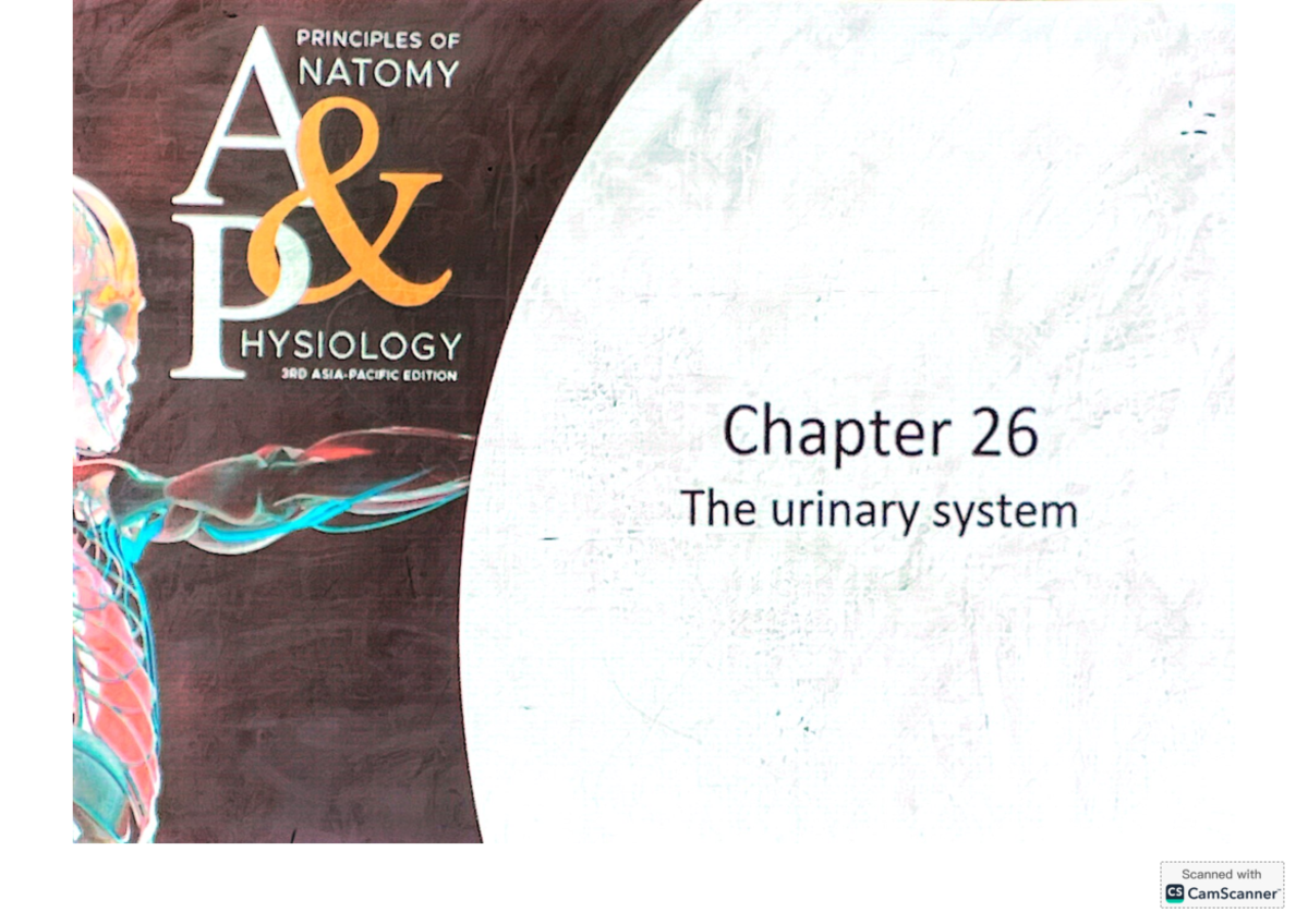 Urinary System Chapter 26 - PRINCIPLES OF NATOMY HYSIOLOGY 3RD EDITION ...