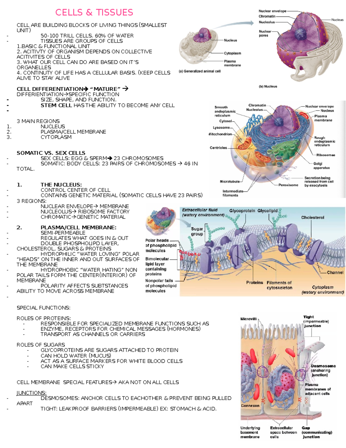 CELL & Tissues - CELLS & TISSUES CELL ARE BUILDING BLOCKS OF LIVING ...