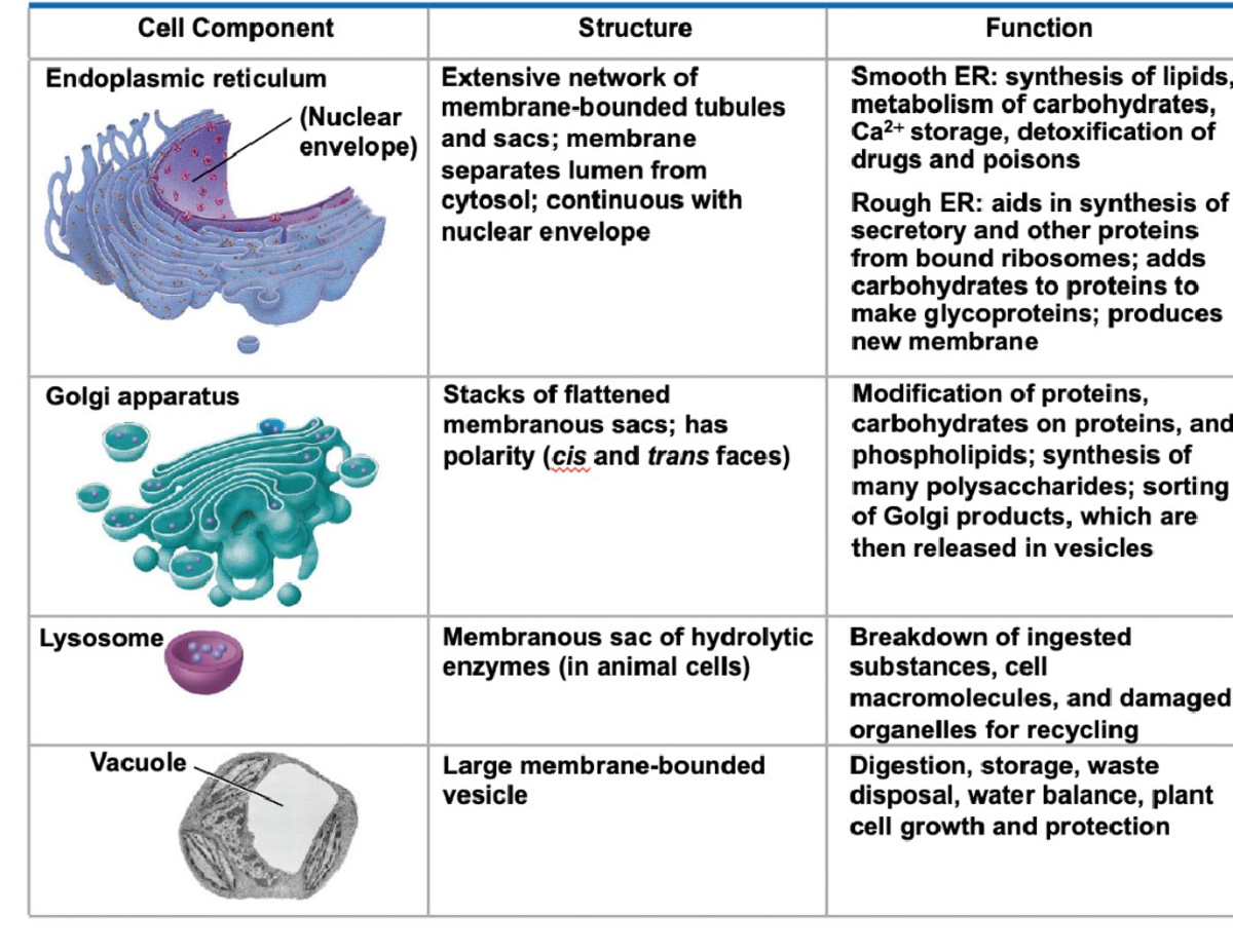 Cell Components - Inside of a Cell - LIFE 120 - Studocu