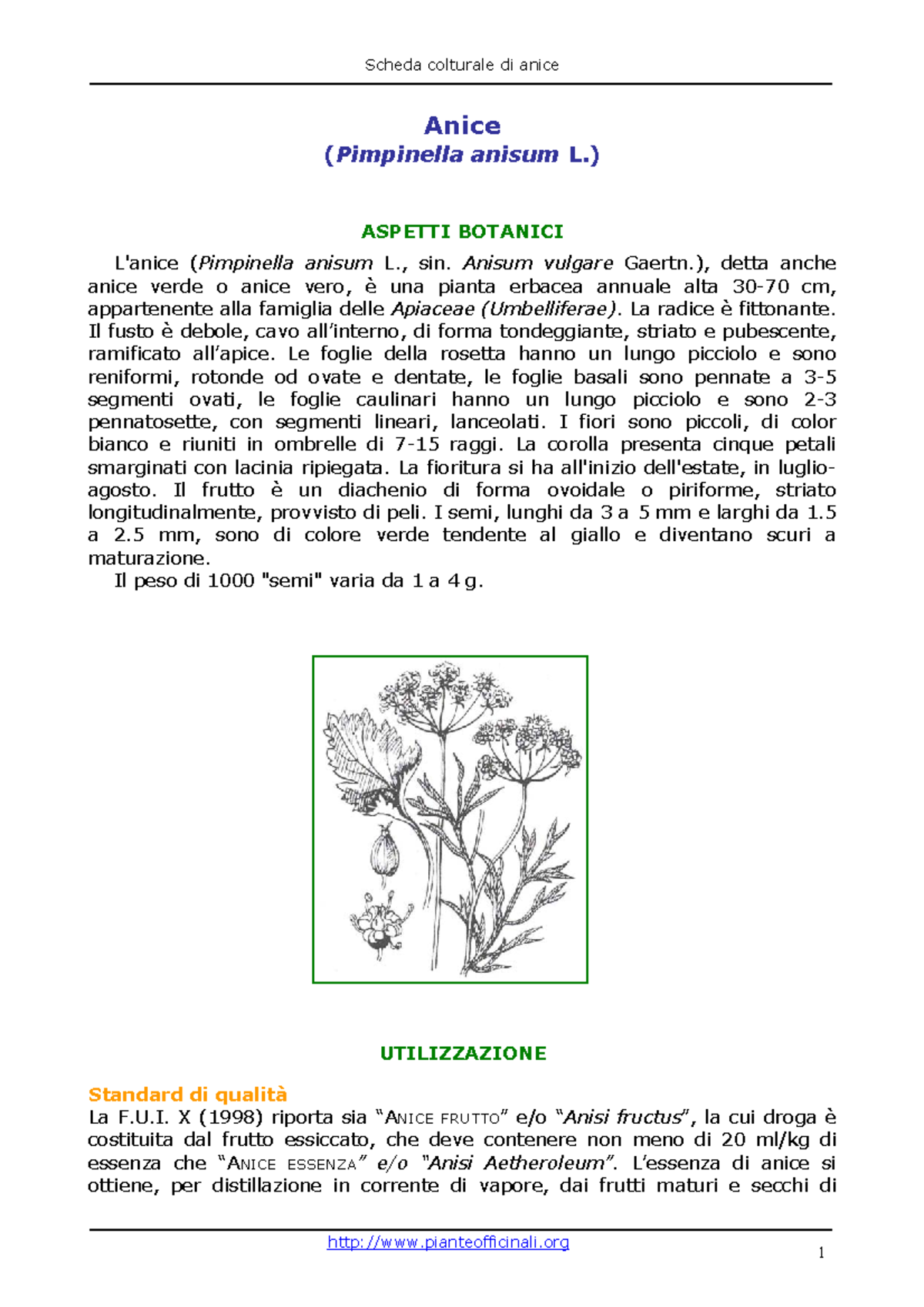 Anice - piante officinali - Anice (Pimpinella anisum L.) ASPETTI BOTANICI L'anice (Pimpinella ...