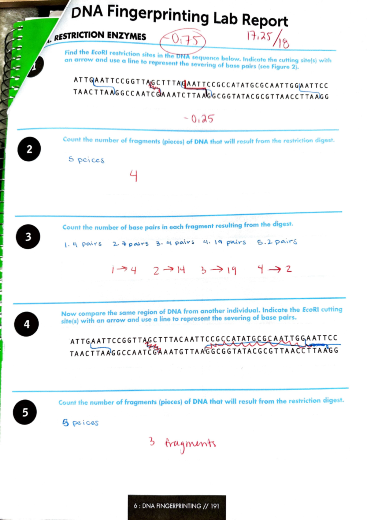DNA Fingerprinting- 204 - I i I ! ! 0 e • !fDNA Fingerprinting Lab ...