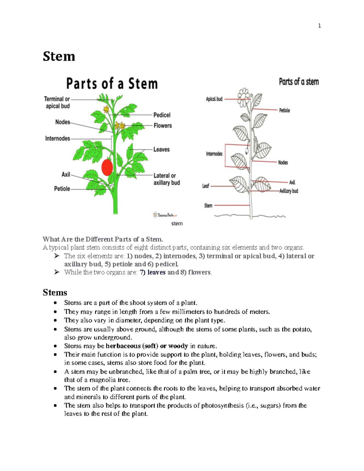 Botany-Stem-Notes - This is a stem notes. - Stem stem What Are the ...