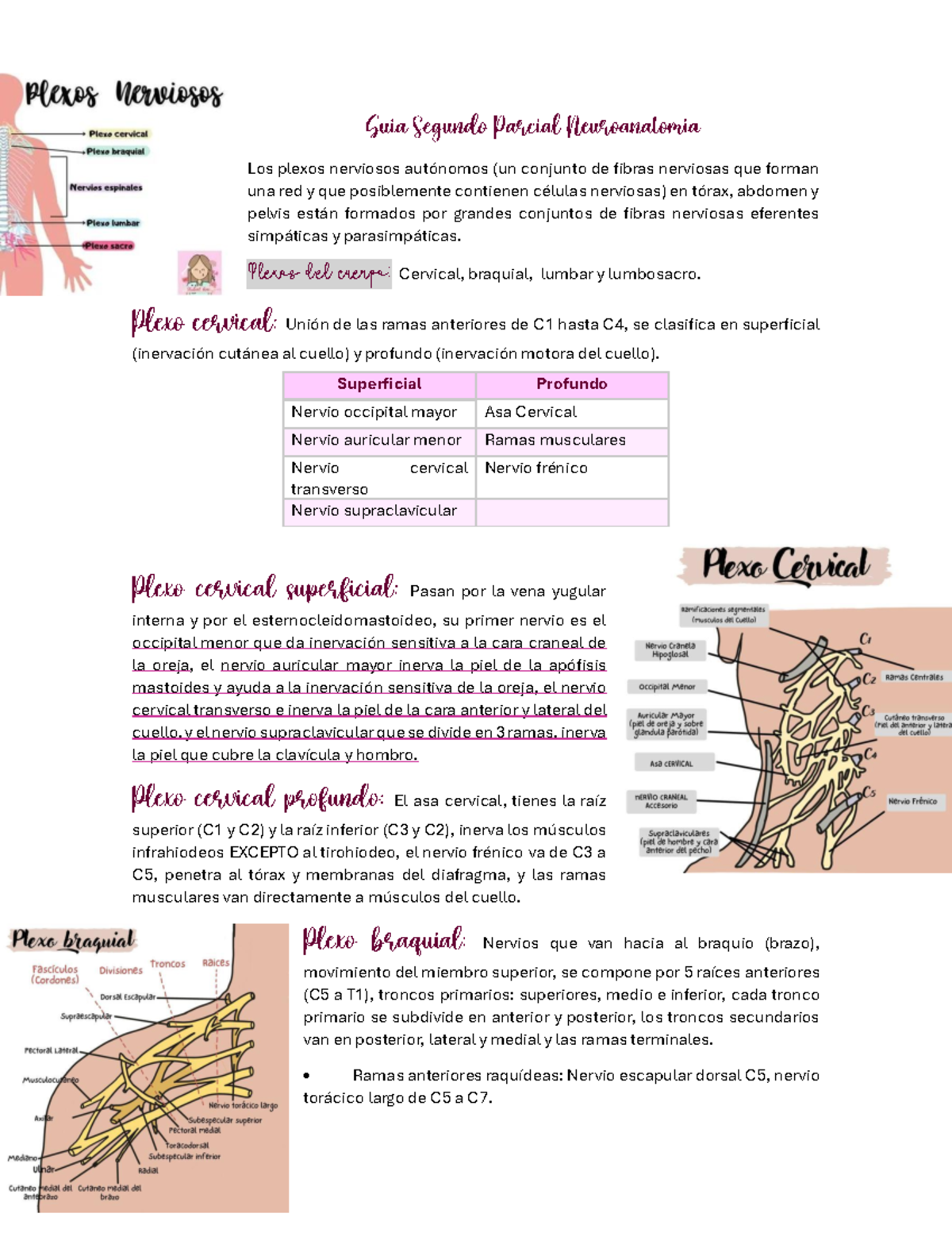 Guía 2do Parcial Neuroanatomía - Los plexos nerviosos autónomos (un ...