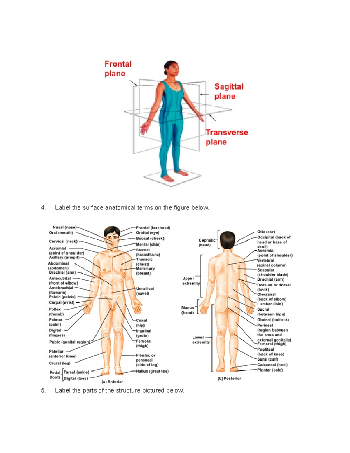 BSCI 201 Lab Practical 1 Review Sheet 4 Label The Surface Anatomical